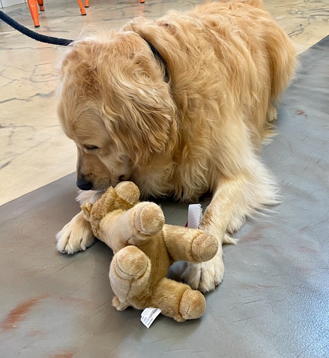 5 Reasons To Give Your Dog A Stuffy - Wag Central Dog Boarding, Daycare ...