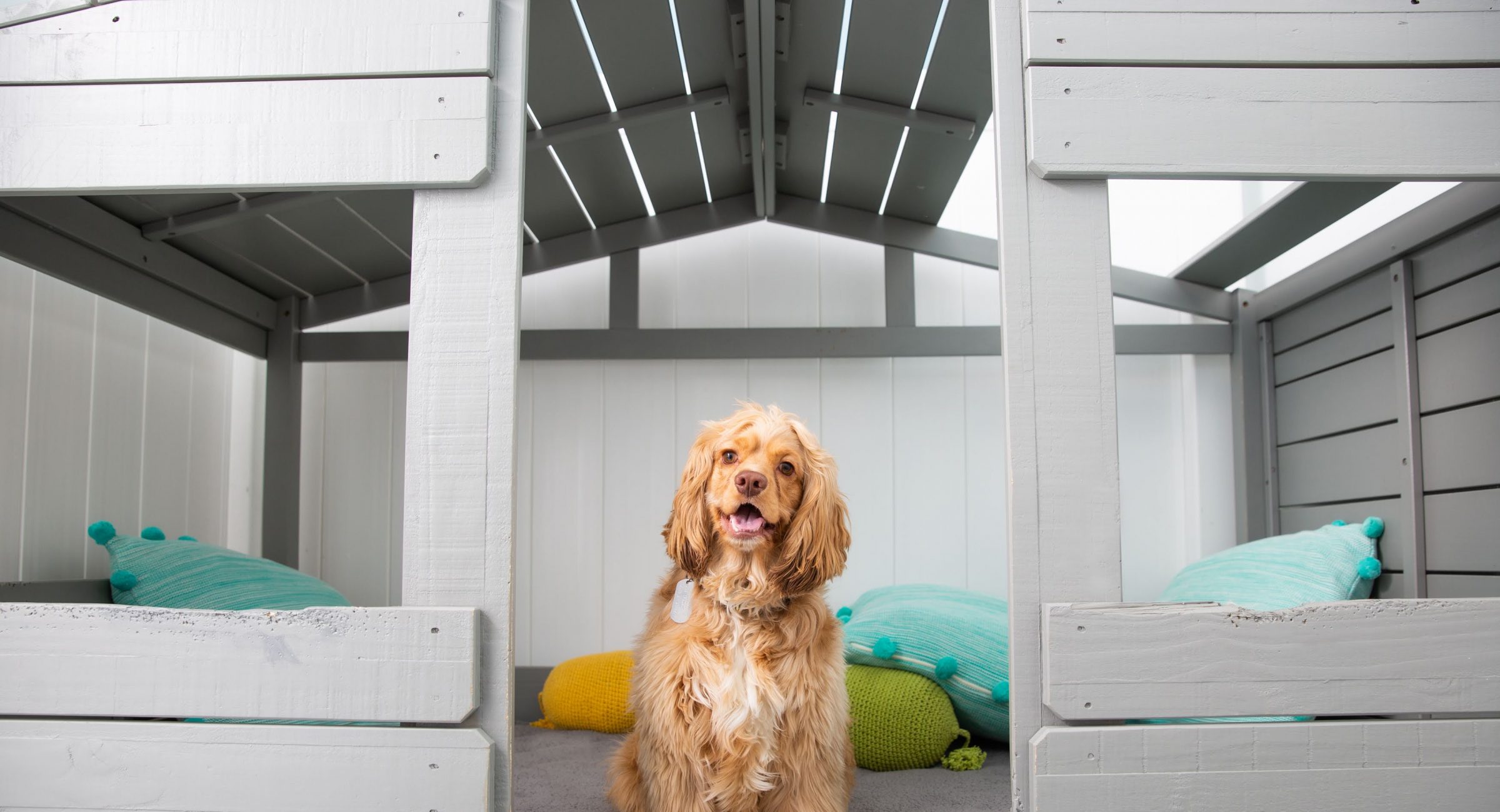 Dog daycare, kennels, grooming, training, swimming in Fairfield County